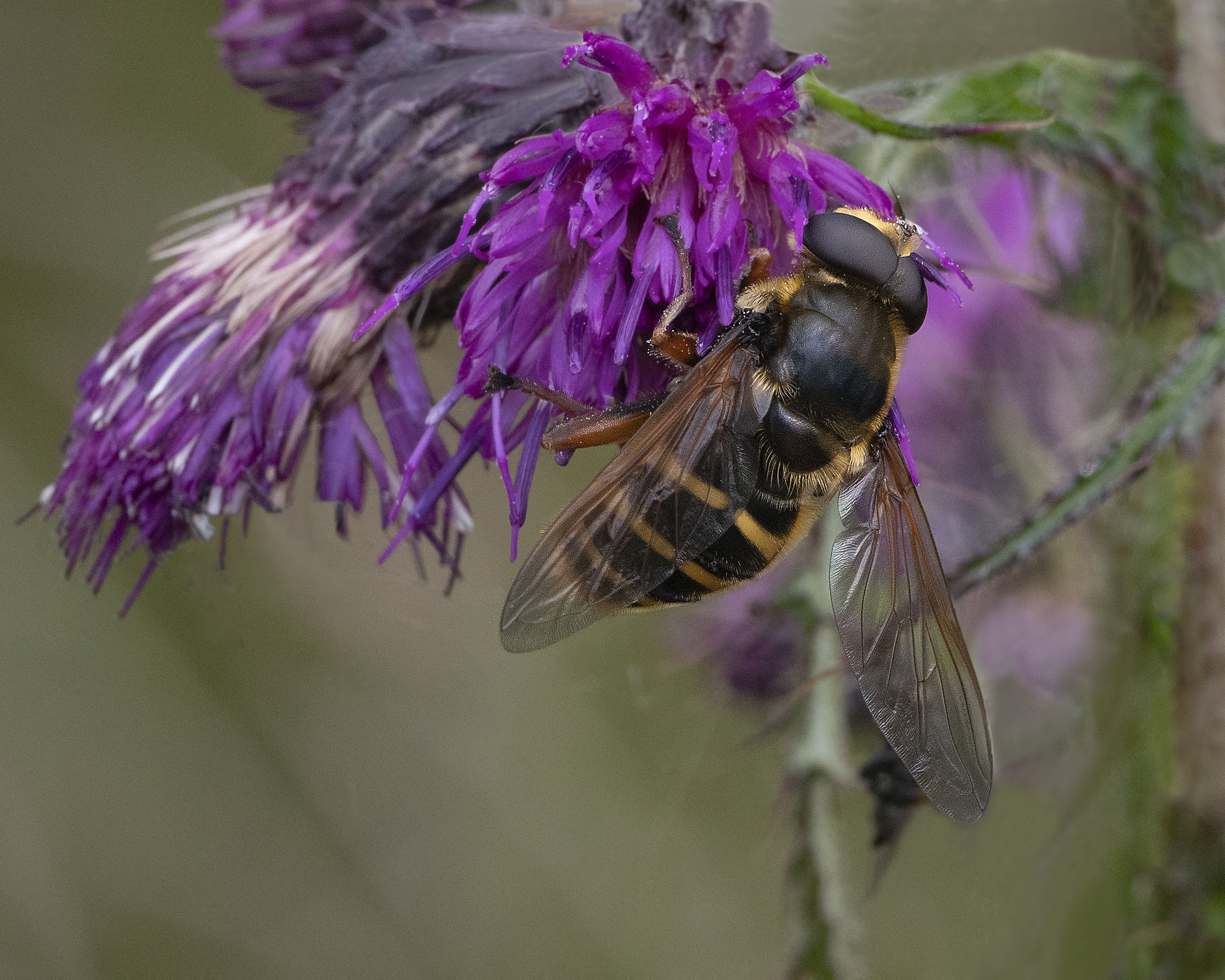 Other Invertebrates – LeadburnWood