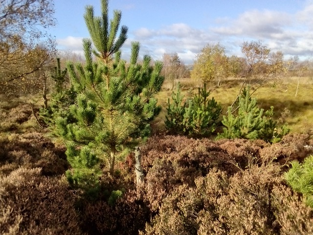 Leadburn charity Christmas trees 2025 – LeadburnWood